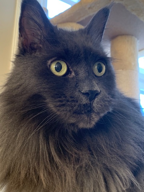 Molly – Specialty Purebred Cat Rescue