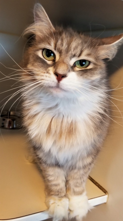 Adopted – Specialty Purebred Cat Rescue