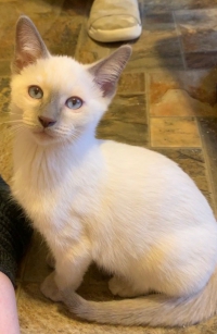 Available Cats – Specialty Purebred Cat Rescue