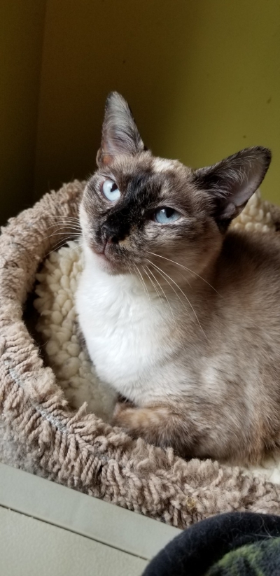 Available Cats – Specialty Purebred Cat Rescue
