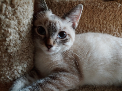 Available Cats – Specialty Purebred Cat Rescue