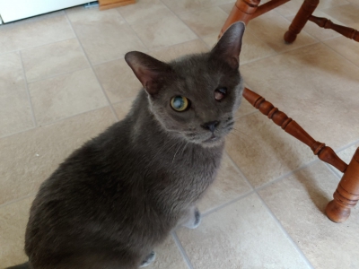 Available Cats – Specialty Purebred Cat Rescue