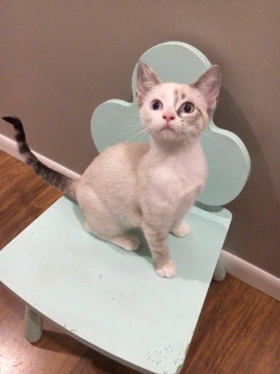 Available Cats – Specialty Purebred Cat Rescue