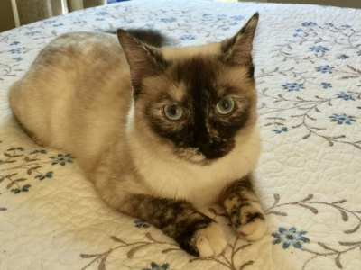 Available Cats – Specialty Purebred Cat Rescue