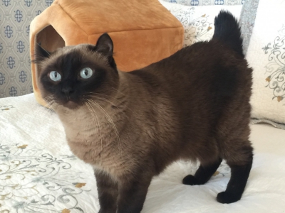 Available Cats – Specialty Purebred Cat Rescue