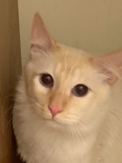 Available Cats – Specialty Purebred Cat Rescue