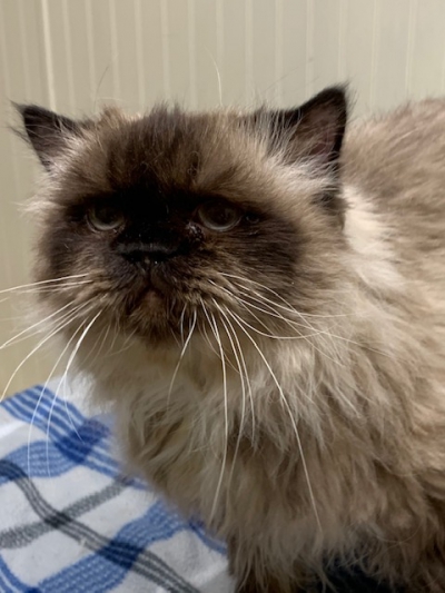 Available Cats – Specialty Purebred Cat Rescue