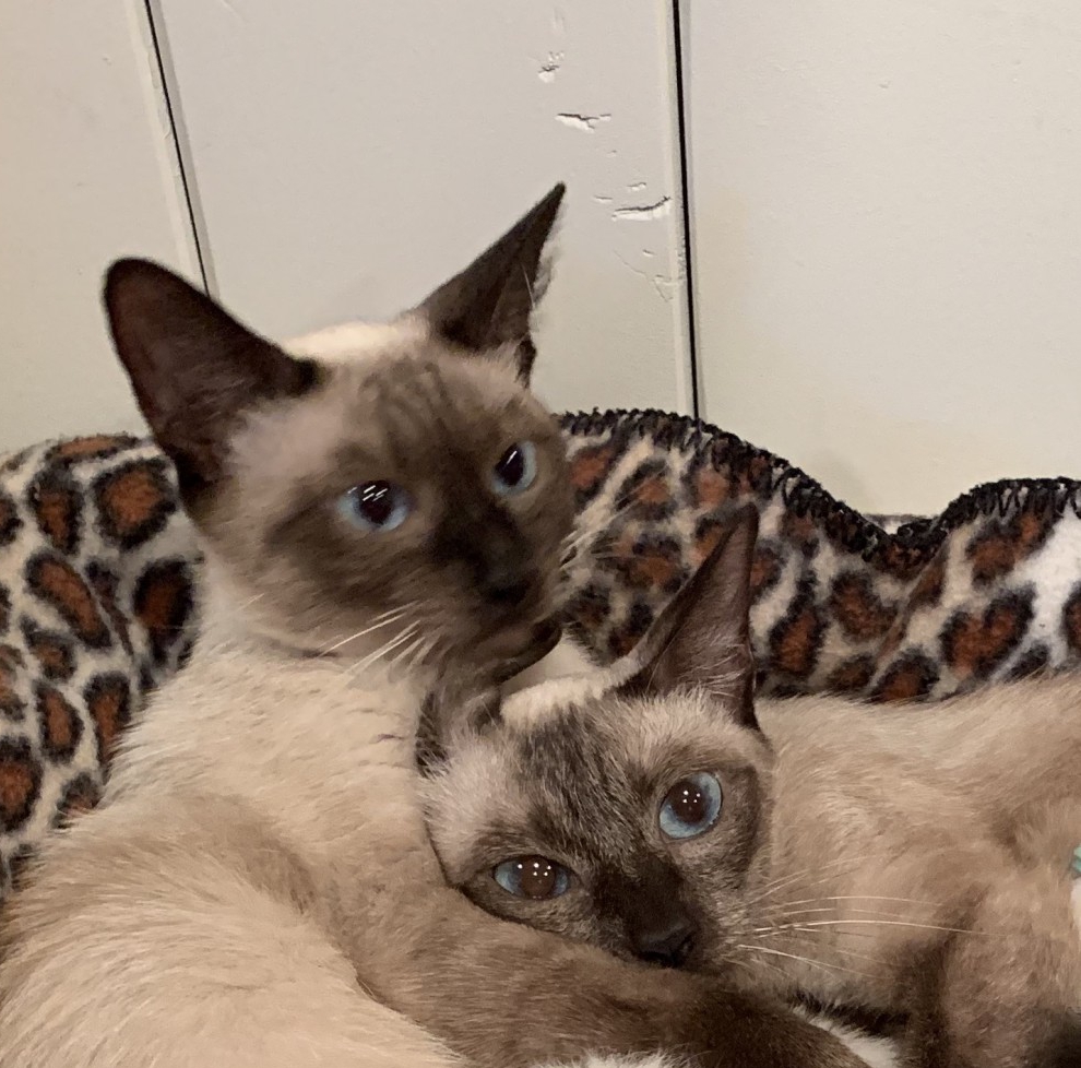 Available Cats – Specialty Purebred Cat Rescue